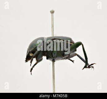 A scientific image of Garreta azureus, a species of marine life ...