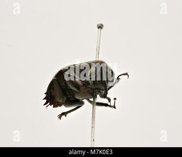 An image of the dung beetle species Gymnopleurus laeviusculus ...