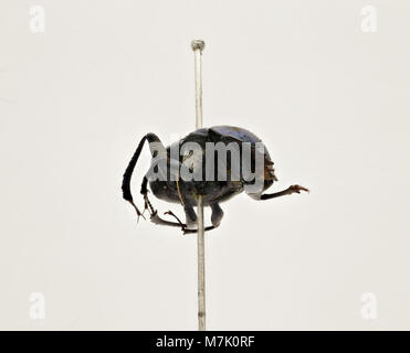 This image shows Gymnopleurus laeviusculus, a species of dung beetle ...