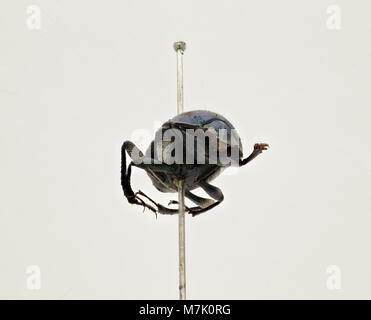 A detailed image of the Gymnopleurus laeviusculus beetle, known for its ...