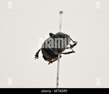 An illustration of Gymnopleurus laeviusculus, a species of beetle ...