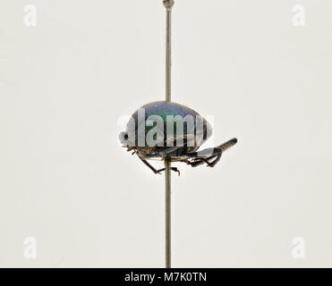 An image showcasing Gymnopleurus laeviusculus, a species of dung beetle ...