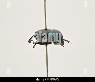 Gymnopleurus laeviusculus, a species of dung beetle, identified and ...