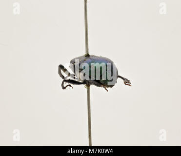 A close-up image of Gymnopleurus laeviusculus, a species of dung beetle ...