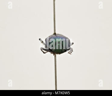 An image of the beetle species Gymnopleurus laeviusculus, a member of ...