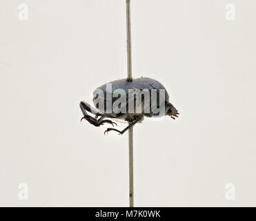 An image showcasing Gymnopleurus laeviusculus, a species of dung beetle ...