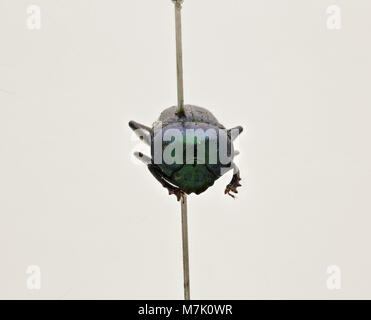 The Gymnopleurus laeviusculus, a species of dung beetle, is depicted in ...