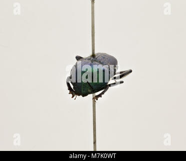 An image of the beetle species Gymnopleurus laeviusculus, a member of ...