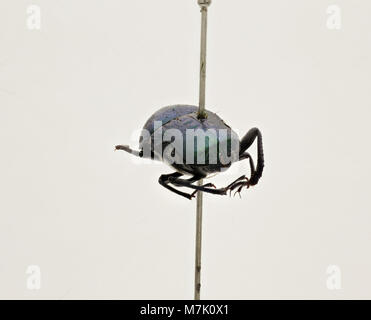 A close-up photograph of Gymnopleurus laeviusculus, a species of dung ...