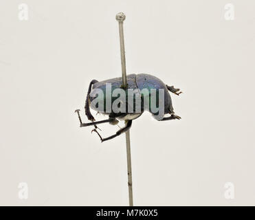 This image shows Gymnopleurus laeviusculus, a species of dung beetle ...
