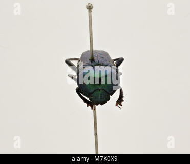 This image features Gymnopleurus laeviusculus, a species of dung beetle ...