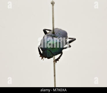 A specimen of Gymnopleurus laeviusculus, a species of dung beetle in ...