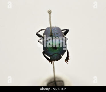 A specimen of Gymnopleurus laeviusculus, a species of dung beetle in ...