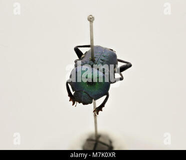 This image features Gymnopleurus laeviusculus, a species of dung beetle ...