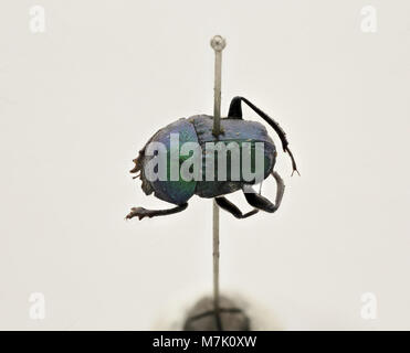 An image showcasing Gymnopleurus laeviusculus, a species of dung beetle ...