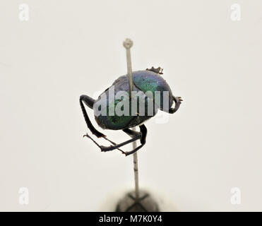 A detailed image of the Gymnopleurus laeviusculus beetle, known for its ...