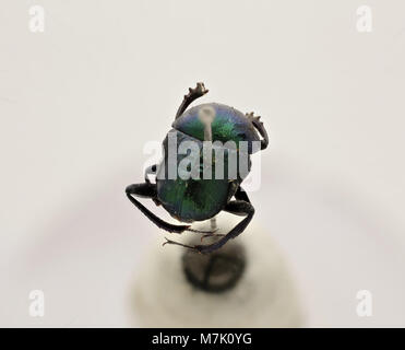 A specimen of Gymnopleurus laeviusculus, a species of dung beetle in ...
