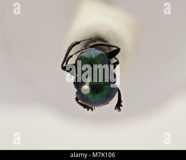 Illustration of Gymnopleurus laeviusculus, a species of dung beetle ...