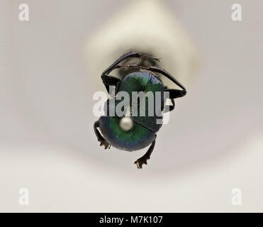 A detailed image of the Gymnopleurus laeviusculus beetle, known for its ...