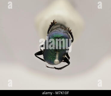 An illustration of Gymnopleurus laeviusculus, a species of beetle ...