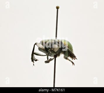 An image of the beetle species Gymnopleurus sericeifrons, known for its ...