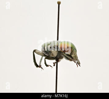 Gymnopleurus sericeifrons is a species of scarab beetle in the family ...