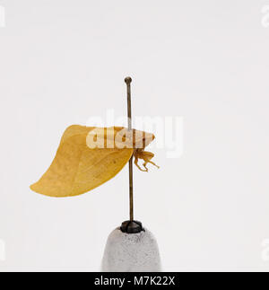 This image focuses on freshwater algae, specifically Pleurotaenium ...