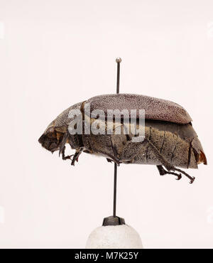 Scientific illustration of Leucopholis irrorata, a species of beetle ...