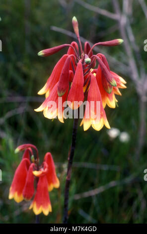 Christmas Bell flowers (Blandfordia nobilis), Barren Grounds Nature ...