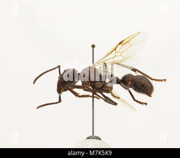 An image of the Paraponera clavata, also known as the bullet ant, known ...