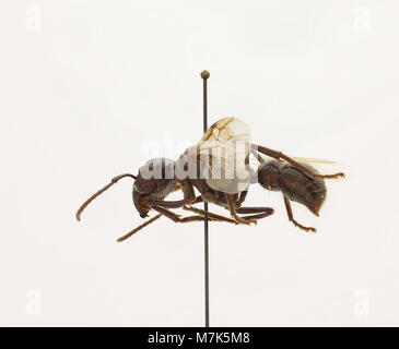 A close-up image of Paraponera clavata, commonly known as the bullet ...