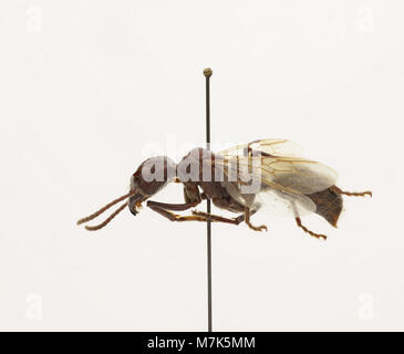 This image shows Paraponera clavata, also known as the bullet ant, one ...
