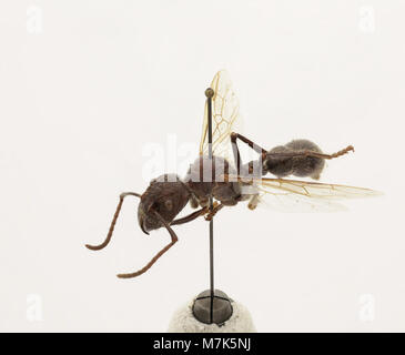 An image of Paraponera clavata, commonly known as the bullet ant, known ...
