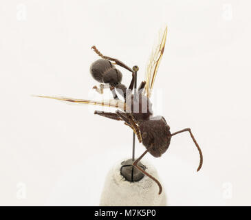 An image of Paraponera clavata, commonly known as the bullet ant, a ...