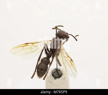 An image of *Paraponera clavata*, also known as the bullet ant, one of ...