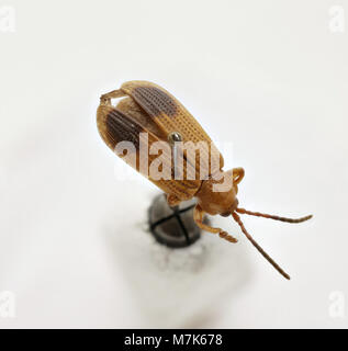 Pistosia maculata is a species of aquatic insect, often studied in ...