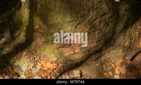 A young woman examines a kauri tree for signs of Kauri dieback disease ...