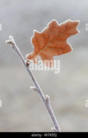 Frosty English oak leaf (Quercus robur) showing ice crystals in detail ...
