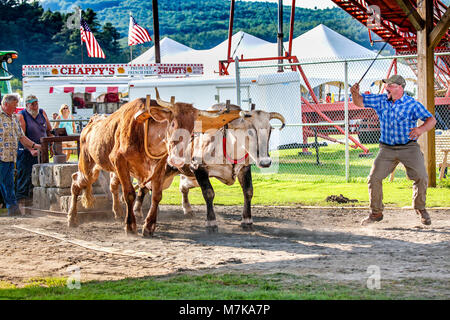 Draught oxen team pulling contest at the 2014 Connecticut Vally Fair at ...