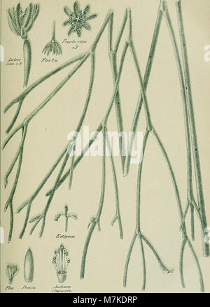 The archives of the Botanical Garden of Rio de Janeiro, established in ...