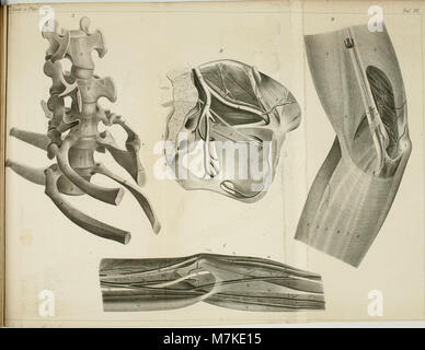 The 1867 Archiv für Anatomie, Physiologie und wissenschaftliche Medicin ...