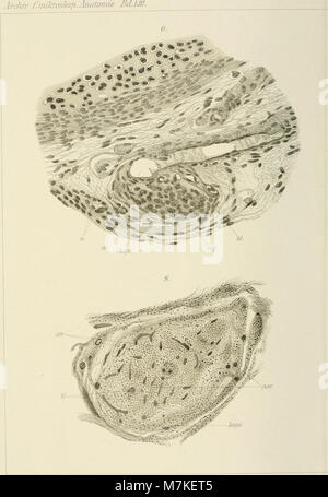 Published in 1899, this journal focuses on microscopic anatomy ...