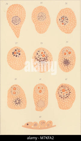 The archive of microscopic anatomy from 1910-1911 provides a detailed ...