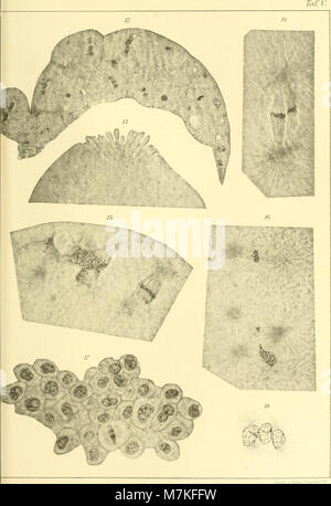 The 'Archiv für mikroskopische Anatomie' (Journal of Microscopic ...