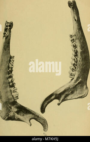 This zoological journal contains studies on animal behavior, anatomy ...