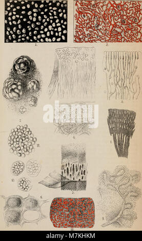 Arthur Hill Hassall’s 1852 work on the microscopic anatomy of the human ...