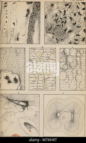 Arthur Hill Hassall’s 1852 work on microscopic anatomy explores human ...