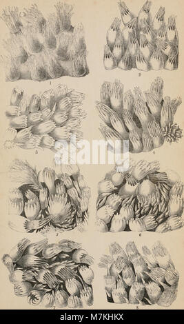 Arthur Hill Hassall’s 1852 work on the microscopic anatomy of the human ...