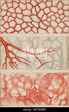 Arthur Hill Hassall’s 1852 work on the microscopic anatomy of the human ...