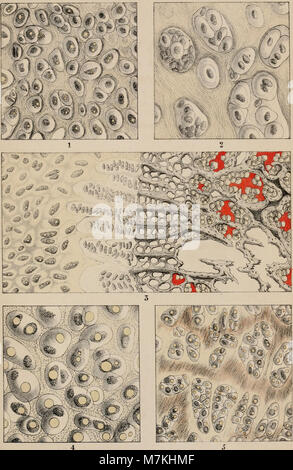 The 1852 publication by Arthur Hill Hassall, Microscopic Anatomy of the ...